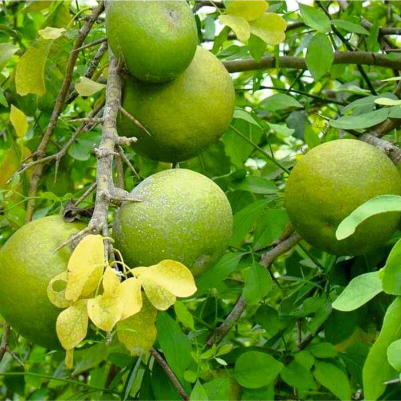 BILVA – Ishan Ayurvedic Medical College and Research Centre