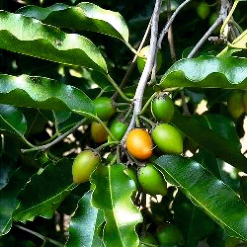 BAKUL (BULLET WOOD TREE) – Ishan Ayurvedic Medical College and Research ...