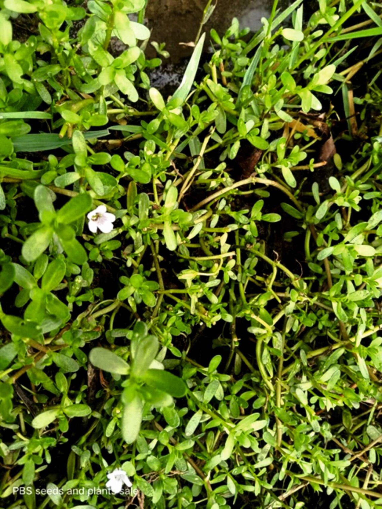 BRAHMI (WATER HYSSOP) – Ishan Ayurvedic Medical College and Research Centre