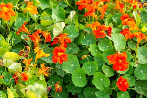 CHANDRASHUR (GARDEN CRESS) – Ishan Ayurvedic Medical College and ...