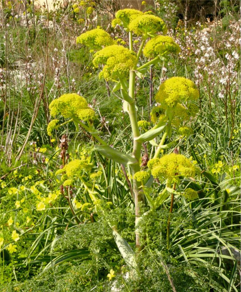 HINGU (ASAFOETIDA) – Ishan Ayurvedic Medical College and Research Centre