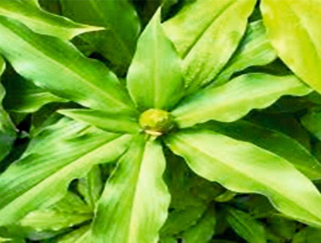 INSULIN PLANT – Ishan Ayurvedic Medical College and Research Centre