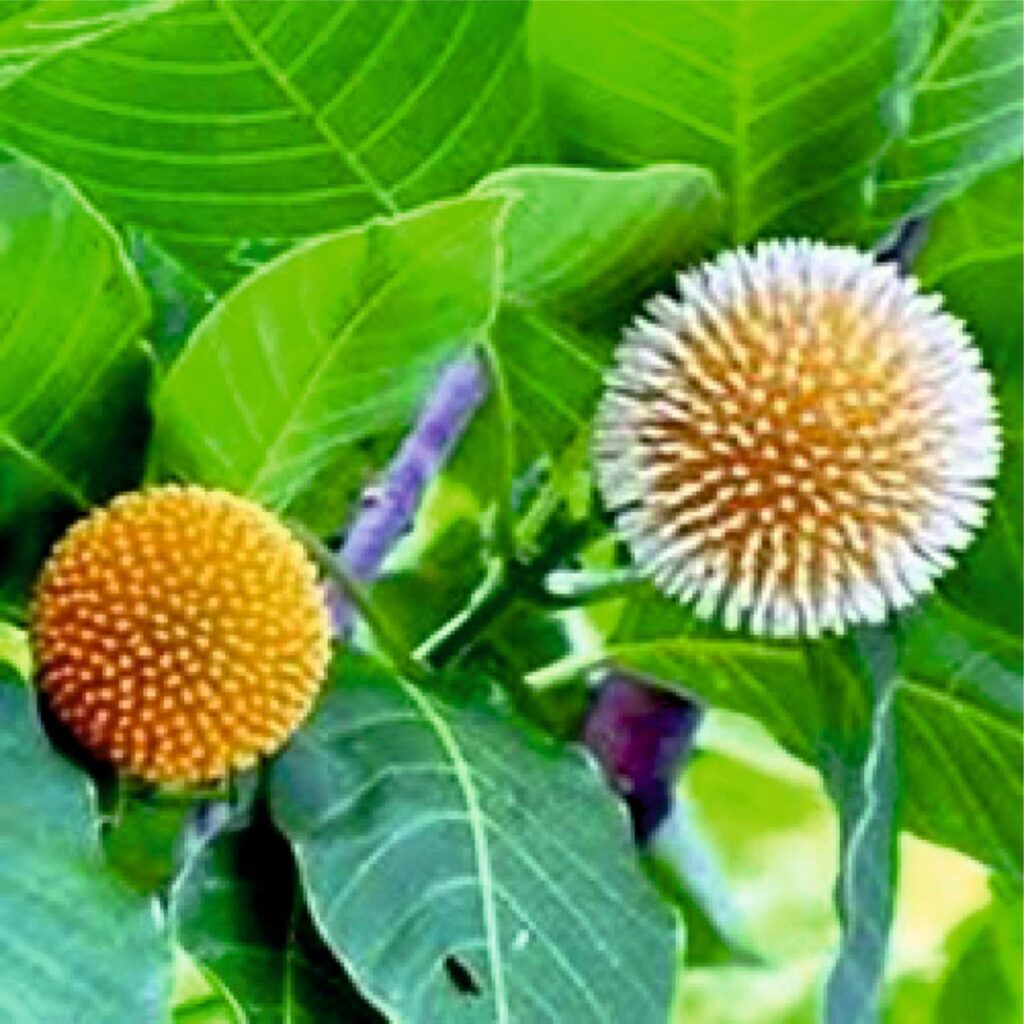KADAMB (BUR FLOWER TREE) – Ishan Ayurvedic Medical College and Research ...