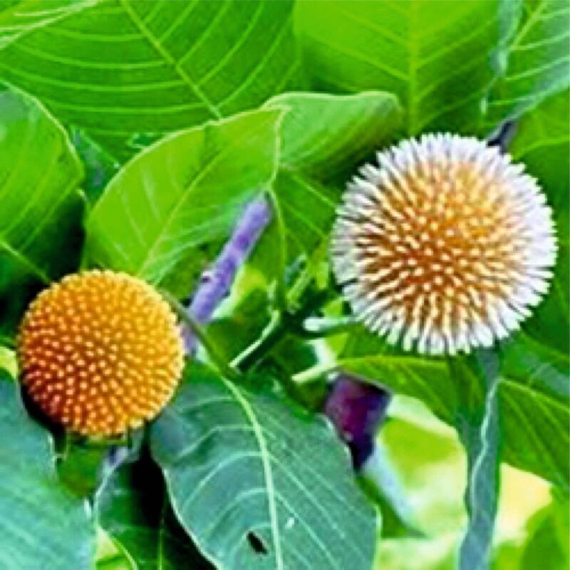 KADAMB (BUR FLOWER TREE) – Ishan Ayurvedic Medical College and Research ...