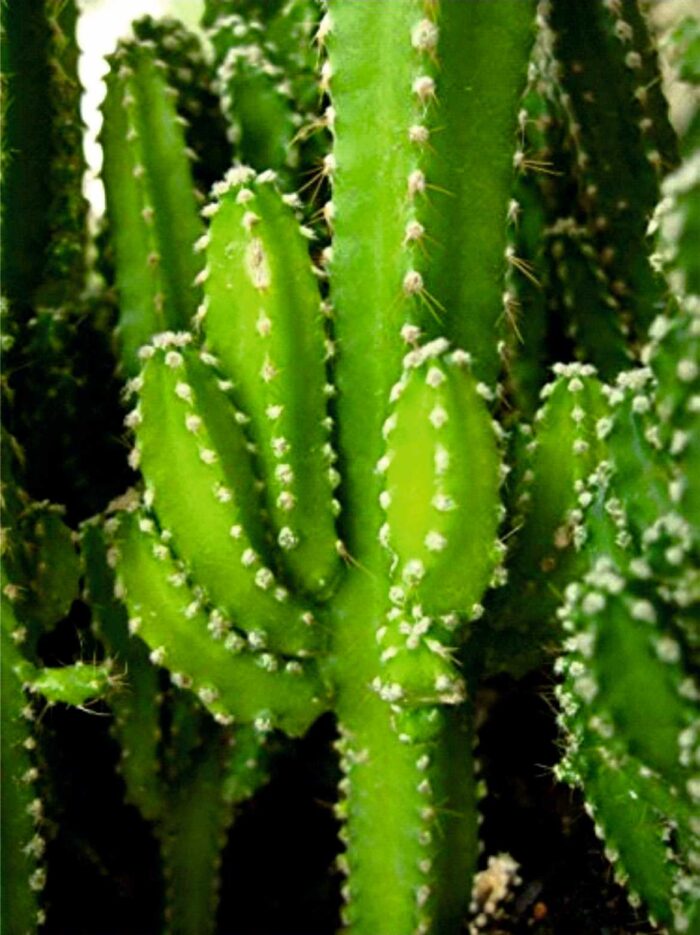 SNUHI (INDIAN SPURGE TREE) – Ishan Ayurvedic Medical College and ...