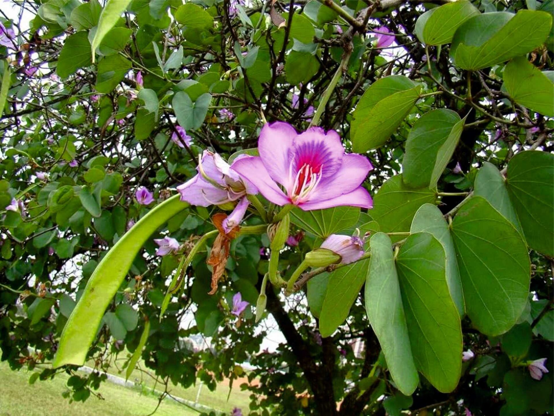 KANCHNAR (ORCHID TREE) – Ishan Ayurvedic Medical College and Research ...