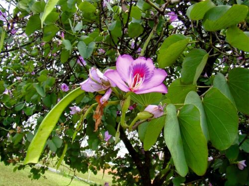 KANCHNAR (ORCHID TREE) – Ishan Ayurvedic Medical College and Research ...